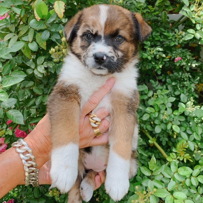 iResQ – Colorado Foster-Based Animal Rescue