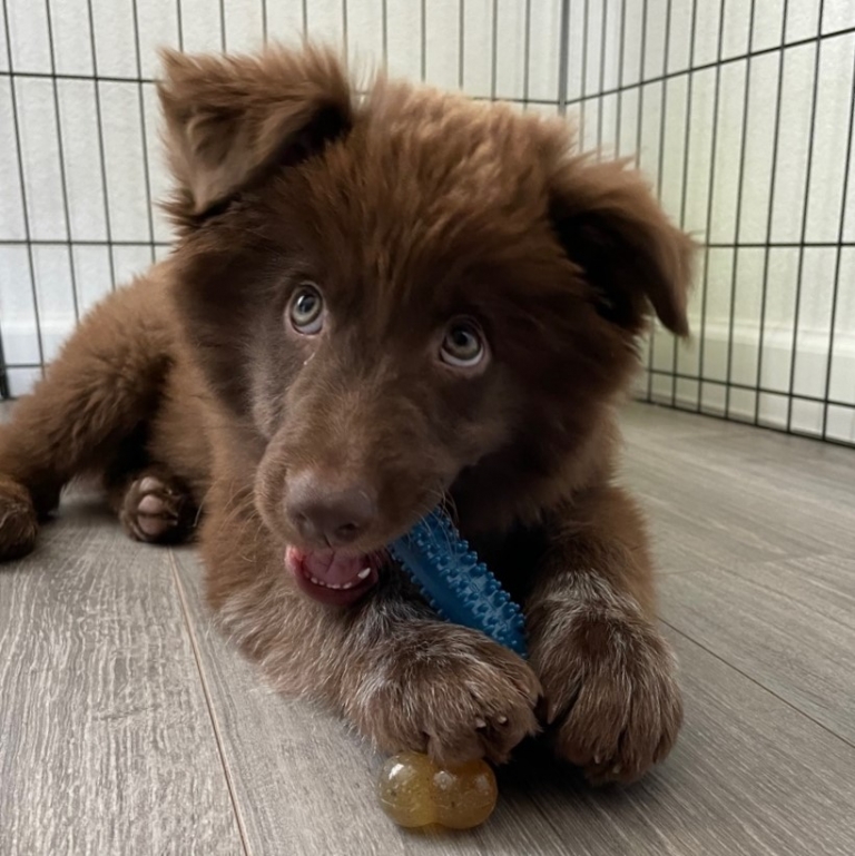 iResQ – Colorado Foster-Based Animal Rescue